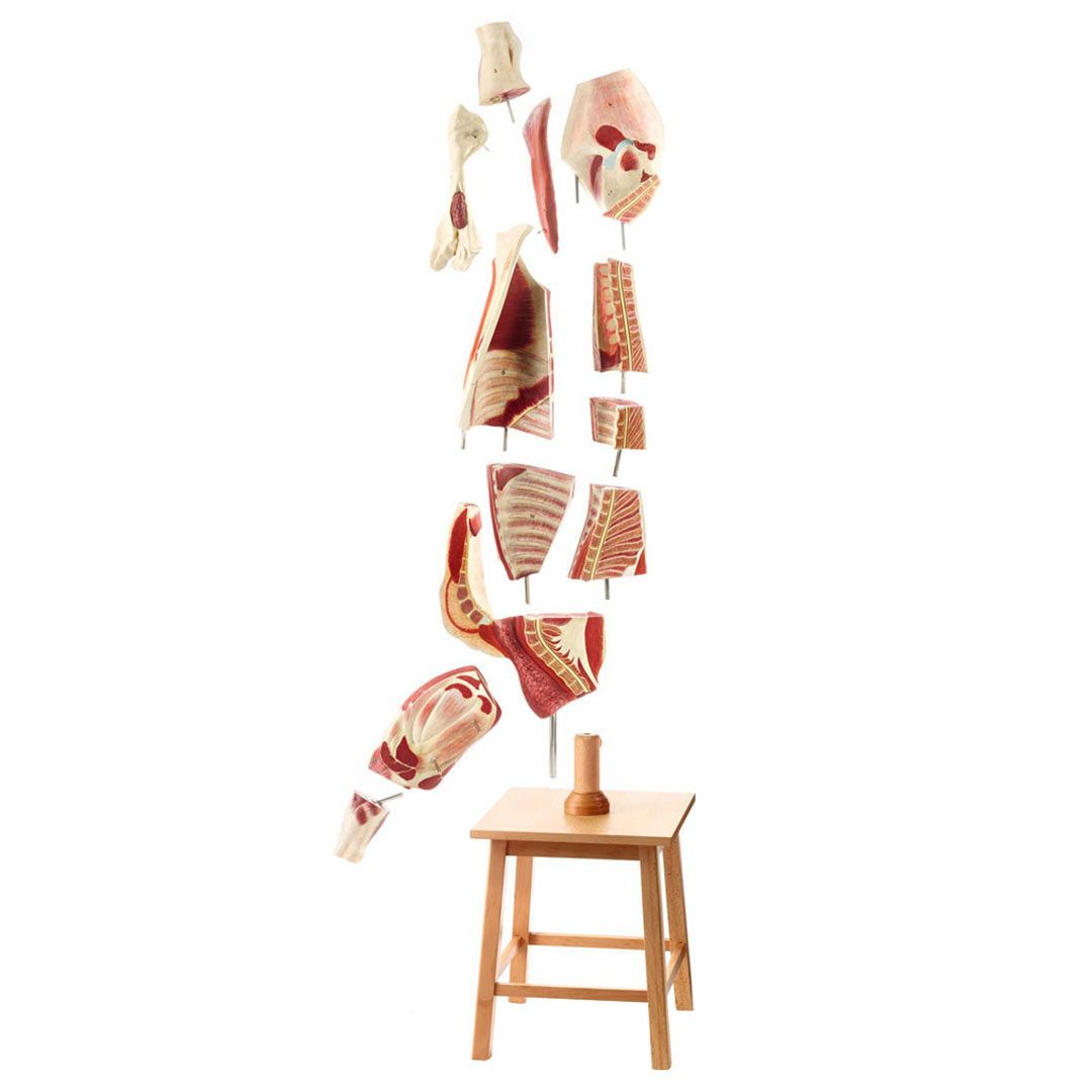 SOMSO® Schlachtkörpermodell vom Rind | SO50/6