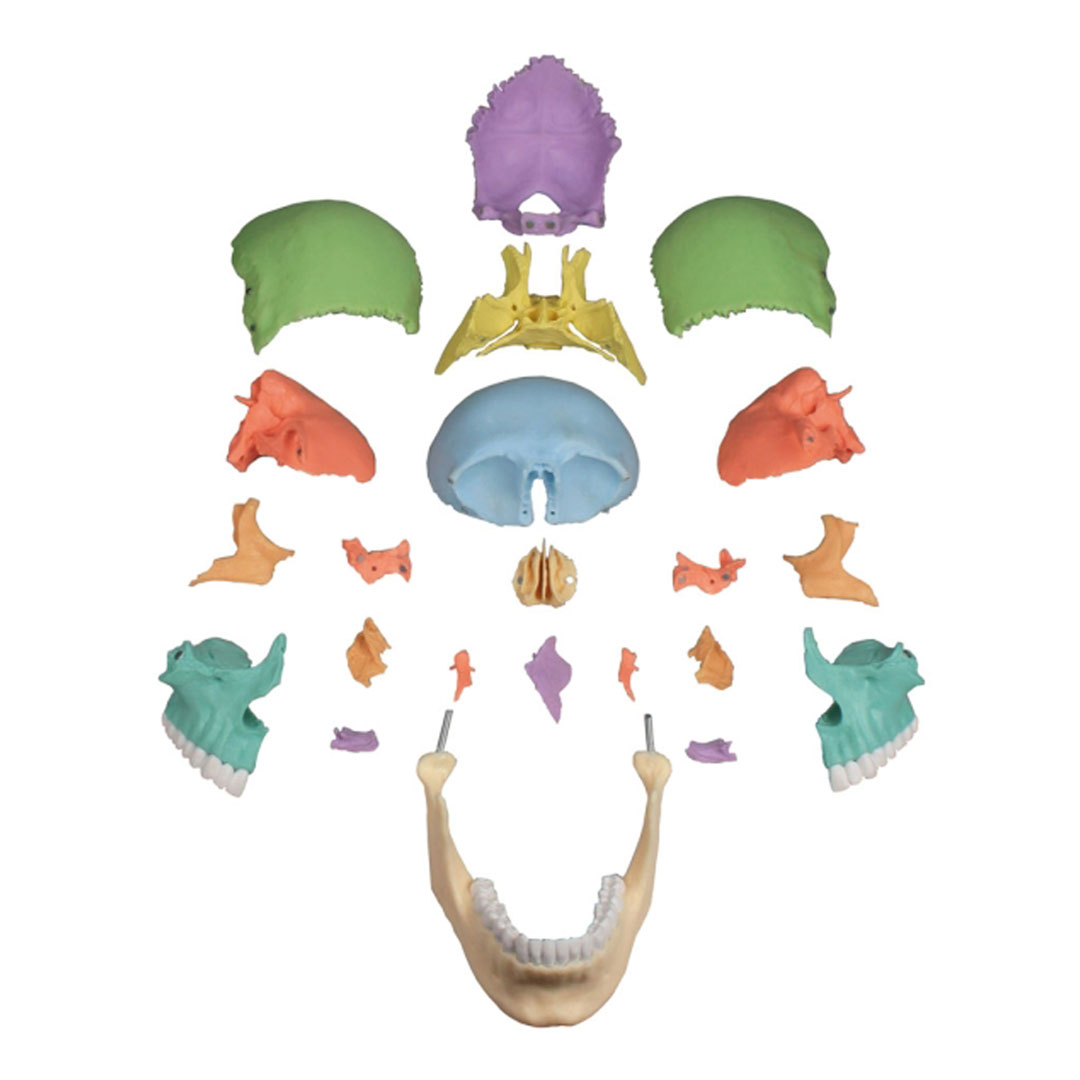 ERLER ZIMMER Osteopathie-Schädelmodell, 22-teilig, didaktische ...