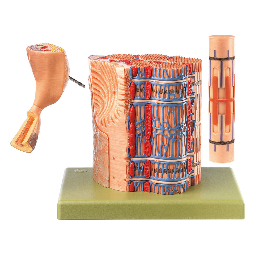 SOMSO® Muskelfaser quergestreift mit Funktionsmodell | SOBS36/1