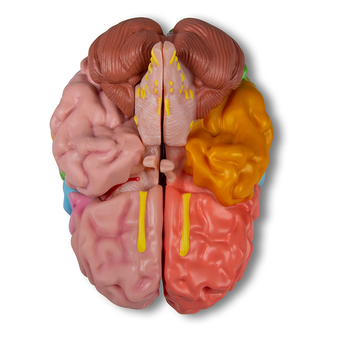 ERLER ZIMMER Gehirnmodell funktionell/regional, lebensgroß, 5-teilig ...