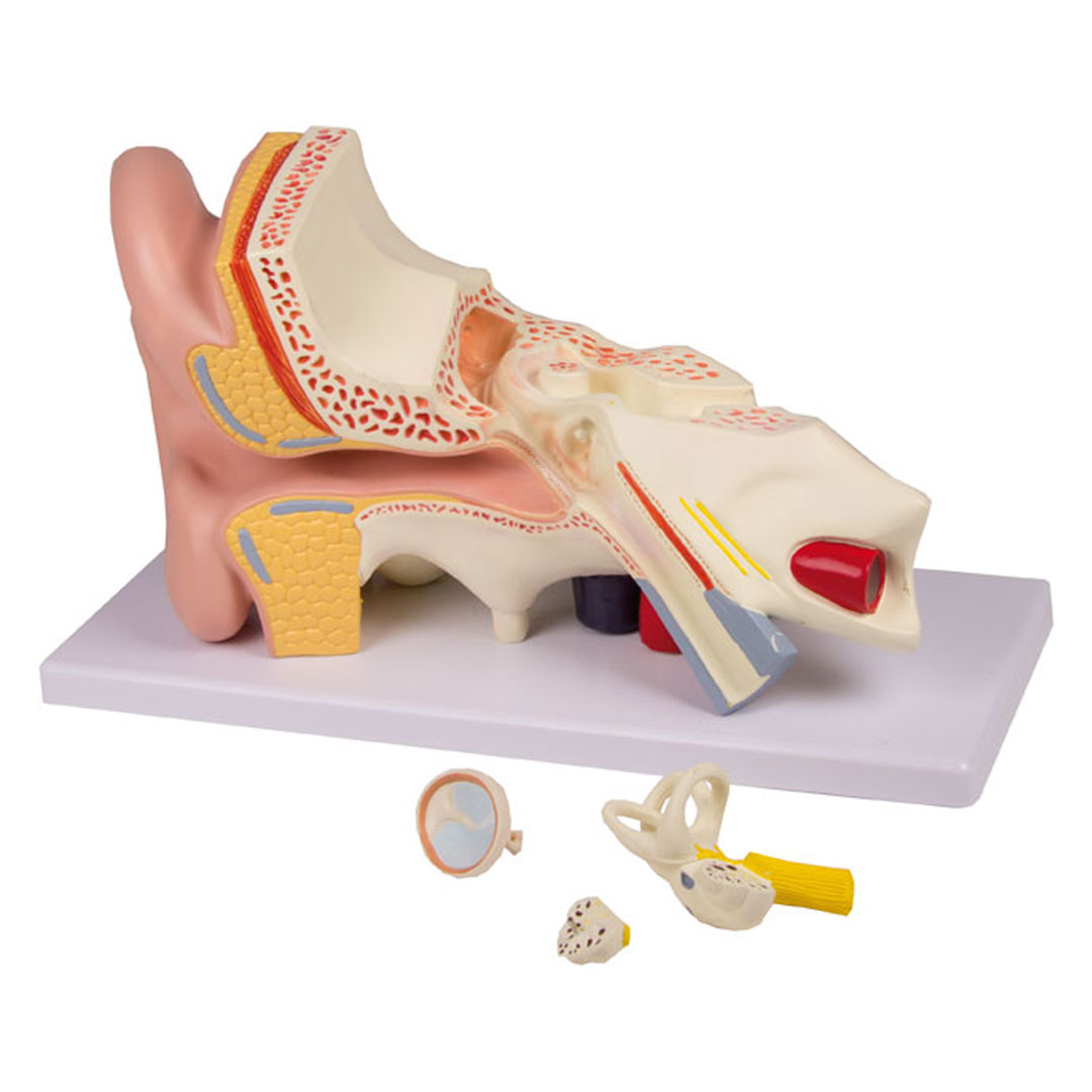 ERLER ZIMMER Ohrmodell, 3-fache Größe, 4 Teile - EZ Augmented Anatomy ...