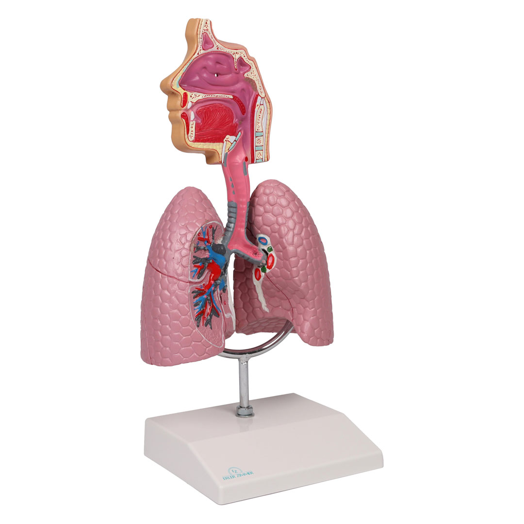 ERLER ZIMMER Atemwegsmodell - EZ Augmented Anatomy | EZG216